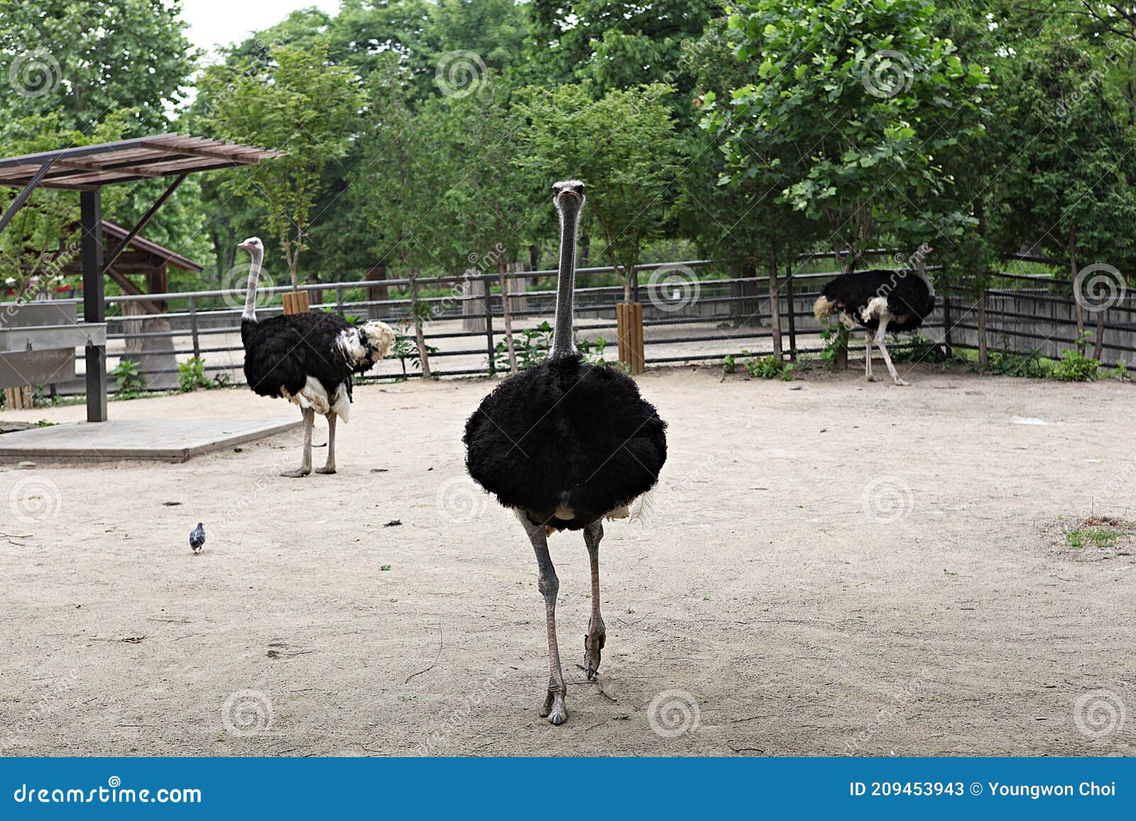 Korea zoo stock image. Image of nature, beast, seoul - 209453943