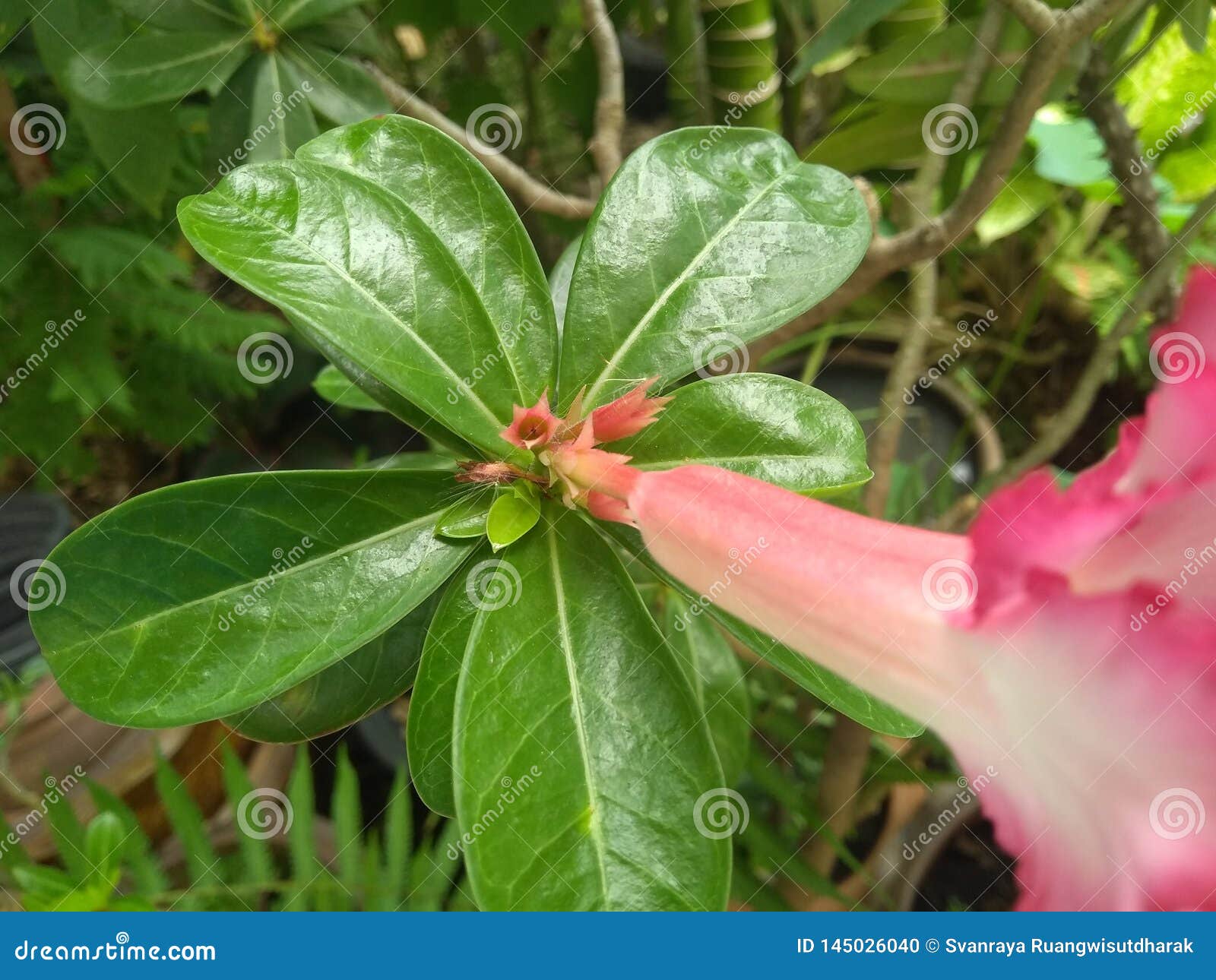 The Sepal Which Flowers Fallen. Stock Photo - Image of nature, sepal ...