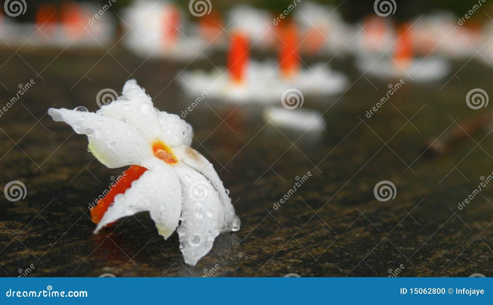 Sepalika Flower stock photo. Image of northern, thailand - 15062800