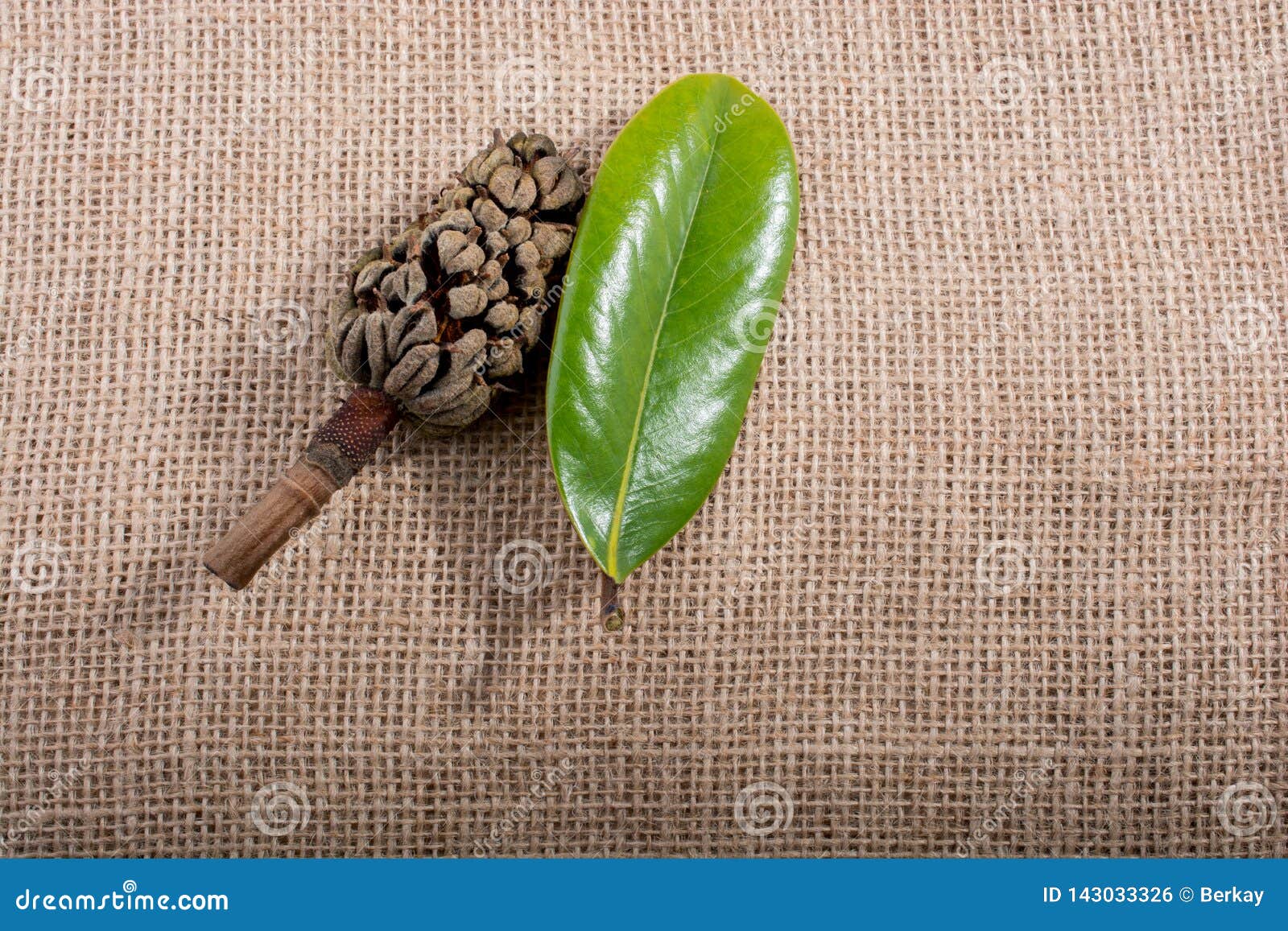 Separate Dry Leaf, Pod and Cone in View Stock Photo - Image of ...