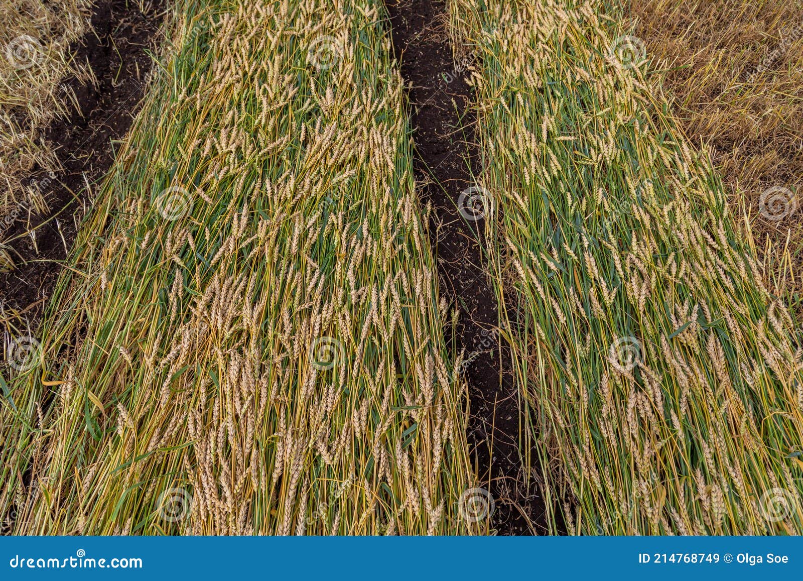 Separate Harvesting of Wheat by Mowing Headers into Swaths at a Low Cut ...