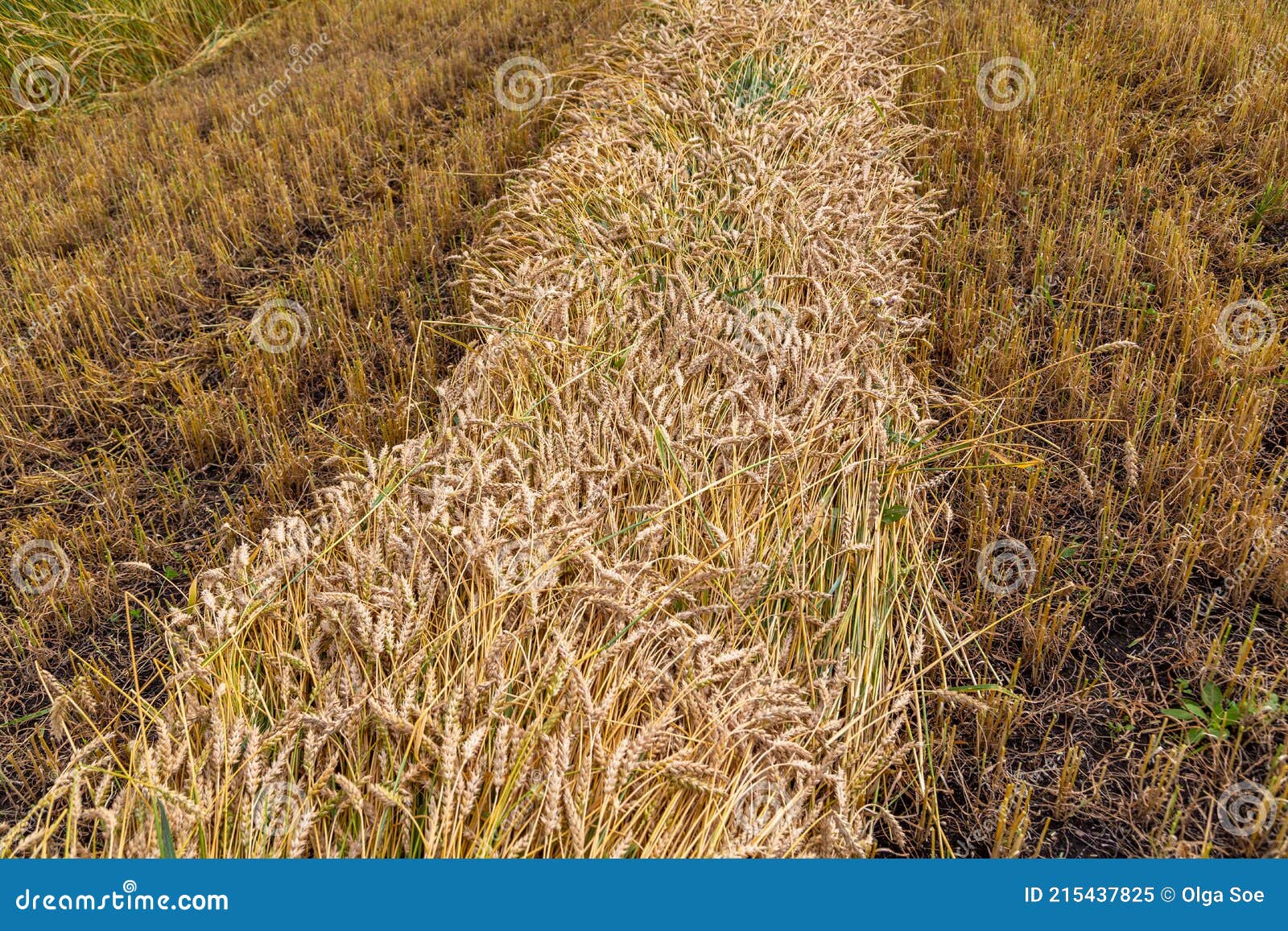 Separate Harvesting of Wheat by Mowing Headers into Swaths at a Low Cut ...