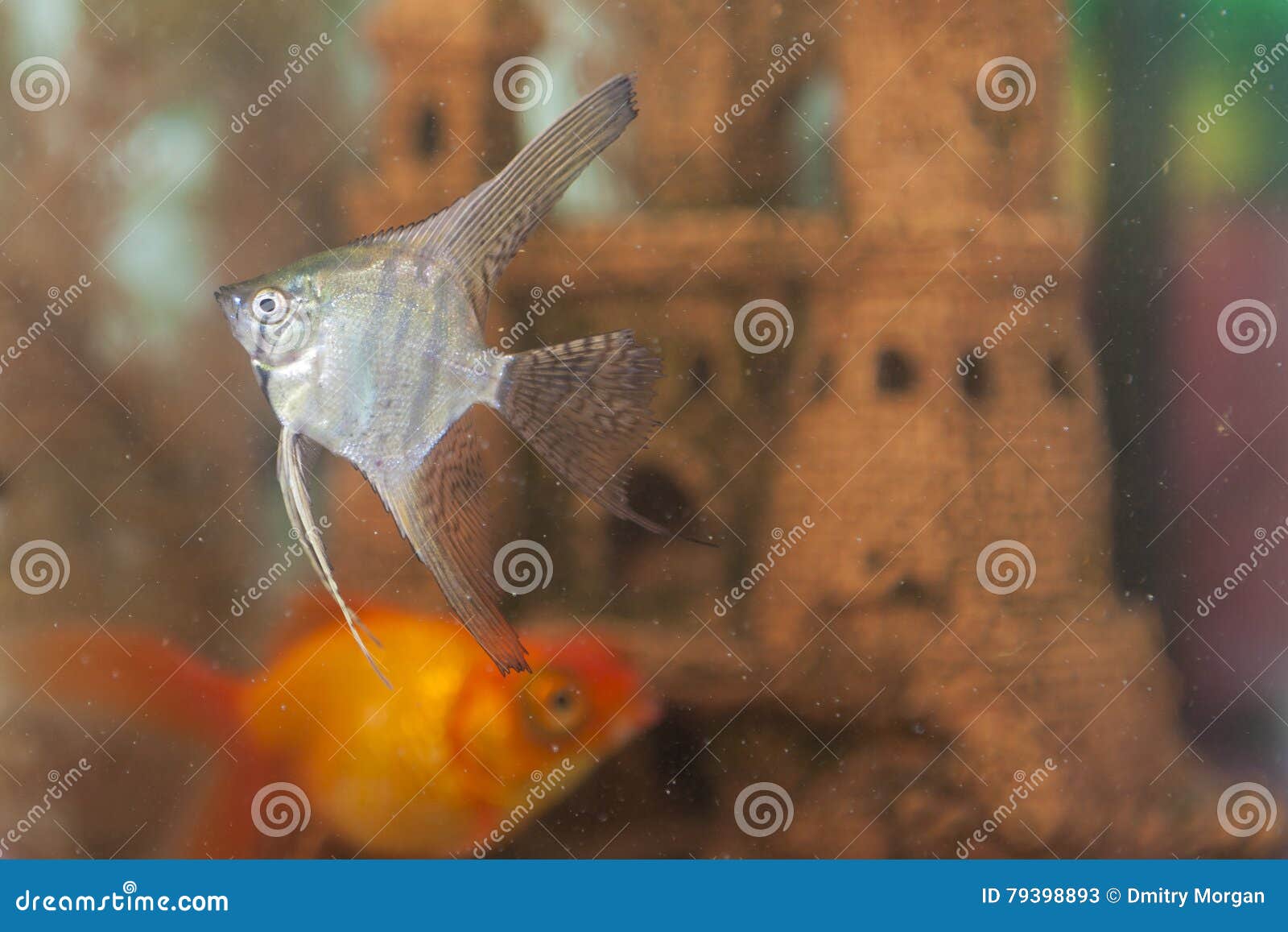 Ordinary Carassius Auratus Individual Fish Known As Golden Fish Royalty ...