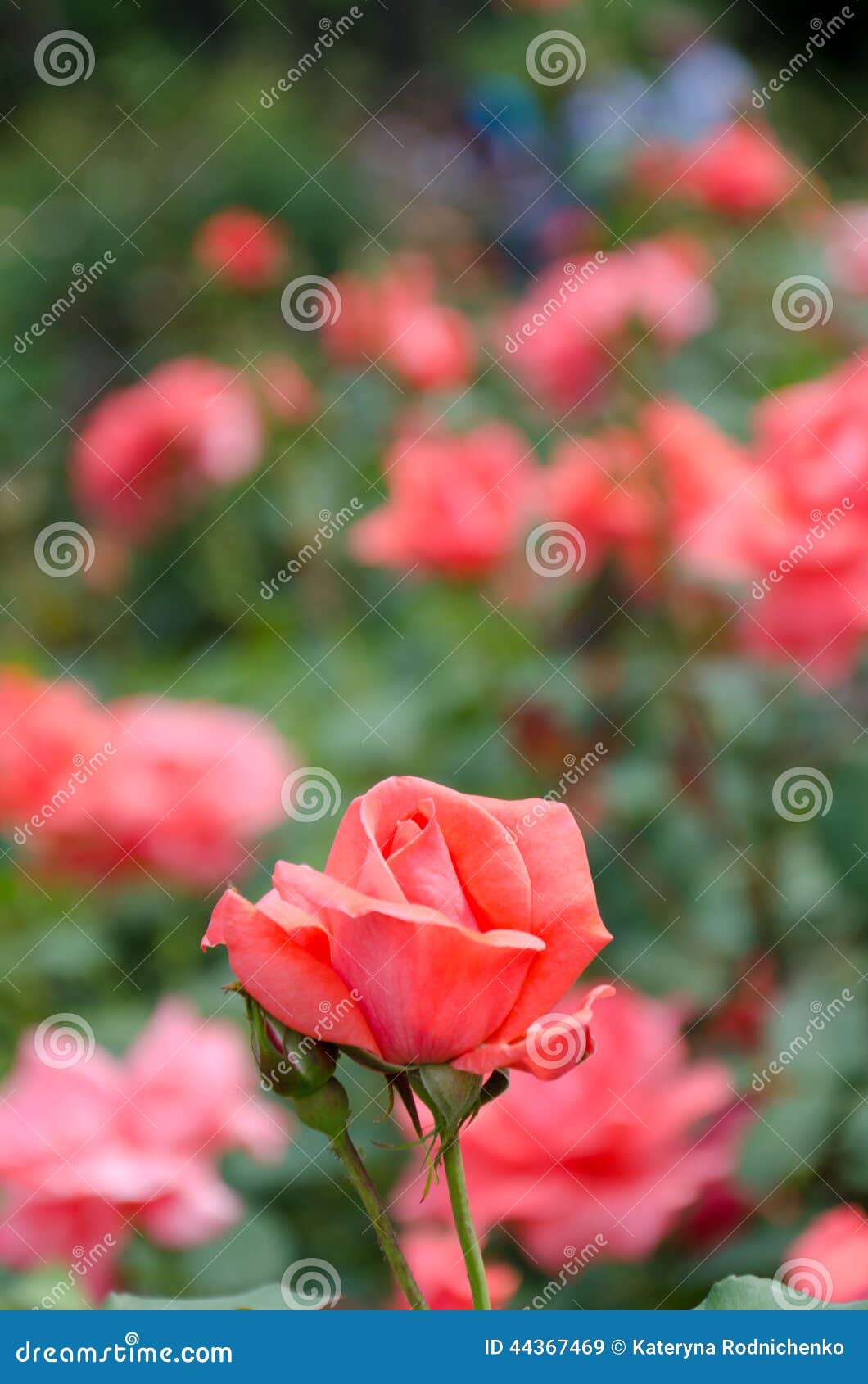 Separate Pink Rose in the Garden Stock Image - Image of petals, color ...