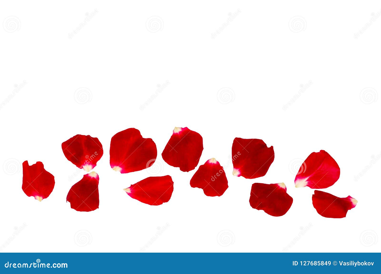 Separate the Rose Petals. Fresh Rose Petals Stock Image - Image of ...