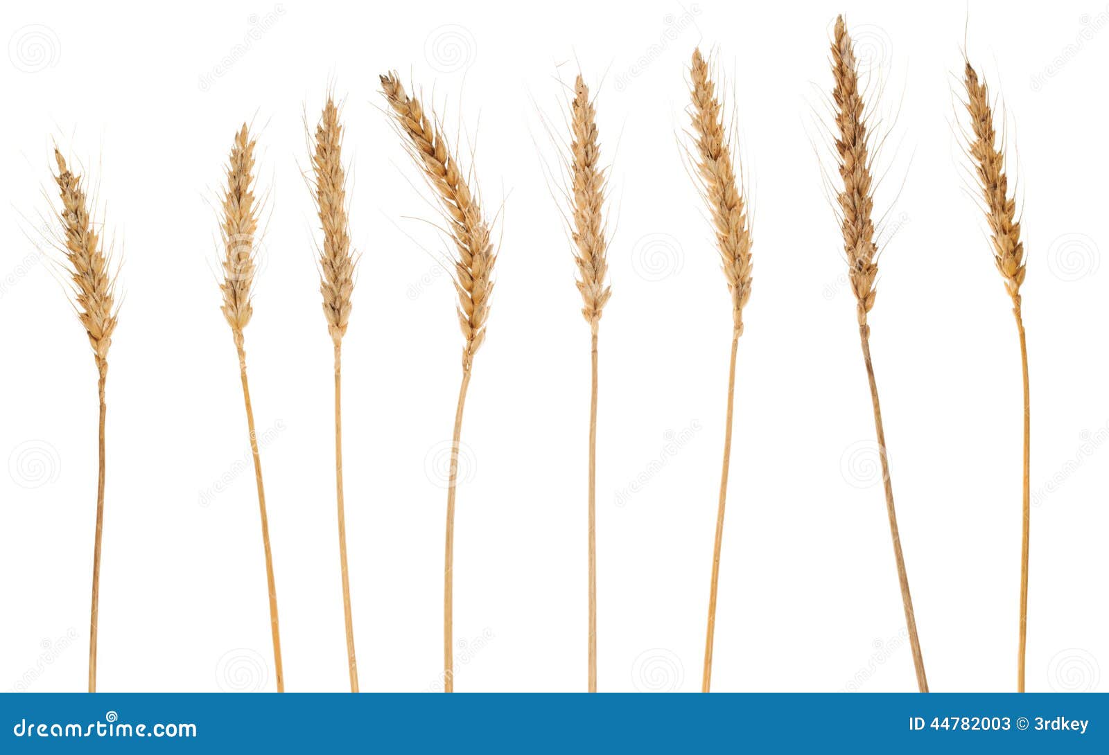 Separate Wheat Crops Isolated, on White Background Stock Image - Image ...
