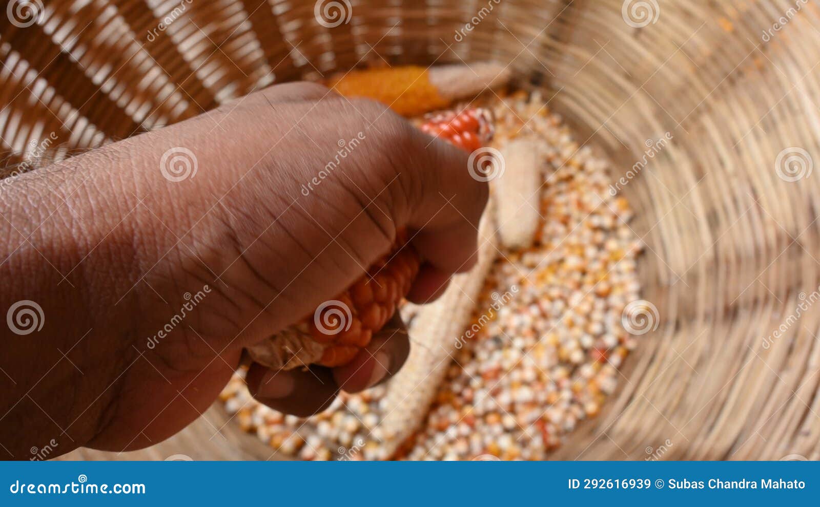 Separating Corn Seeds from Corn Cobs. Stock Video - Video of pole ...