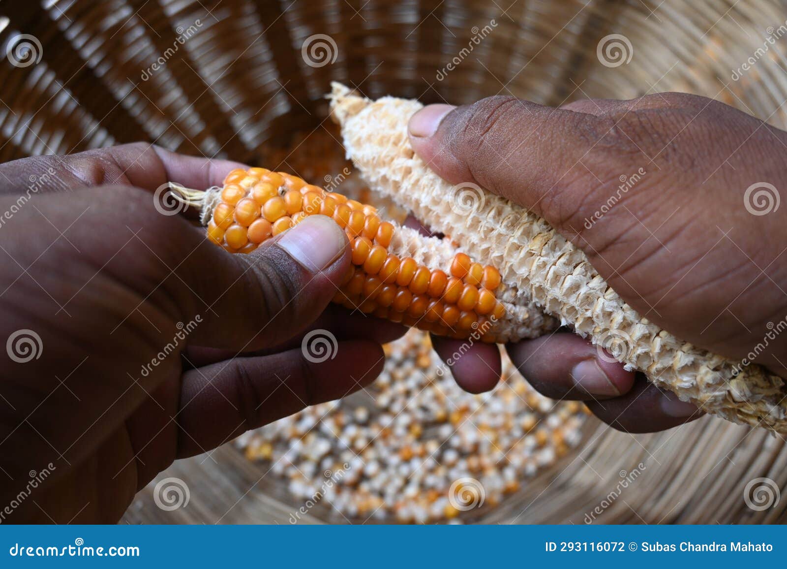 Separating Corn Seeds from Corn Cobs. Stock Photo - Image of maize ...