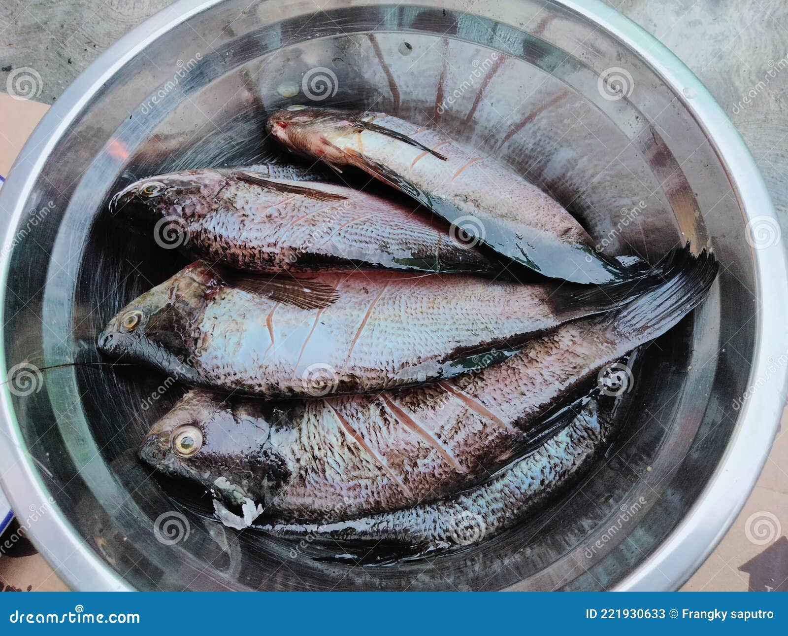 Sepat Siam Endemic Fish Borneo Stock Image - Image of meat, borneo ...
