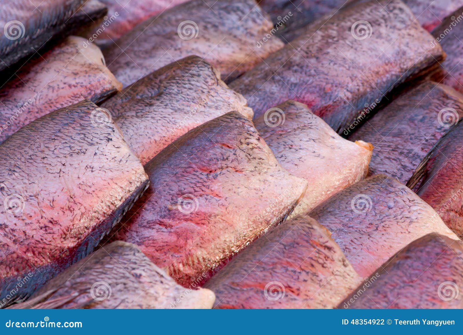 Sepat siam stock photo. Image of aquatic, business, anabantidae - 48354922