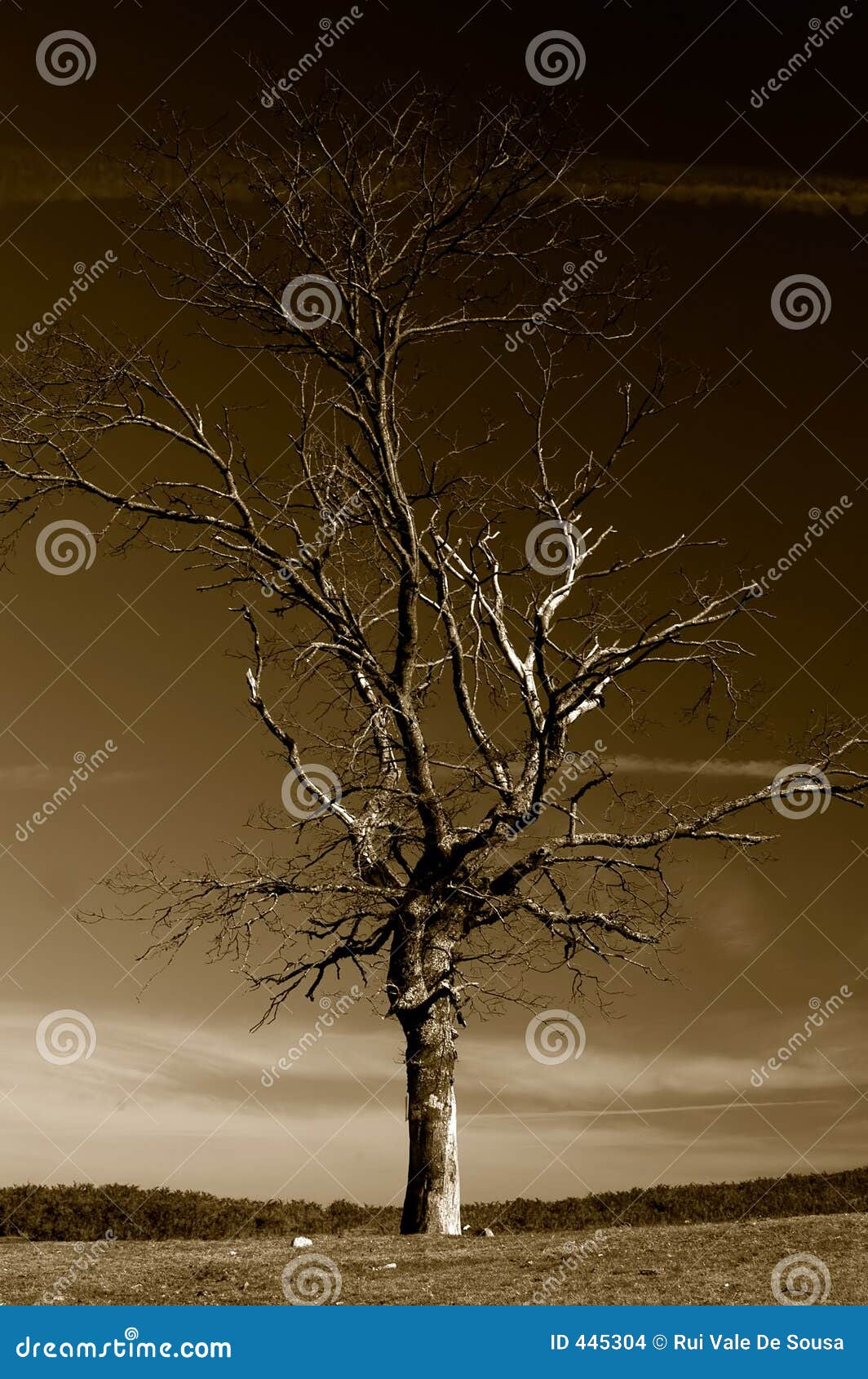 Sepia stock photo. Image of mountain, park, green, woodland - 445304