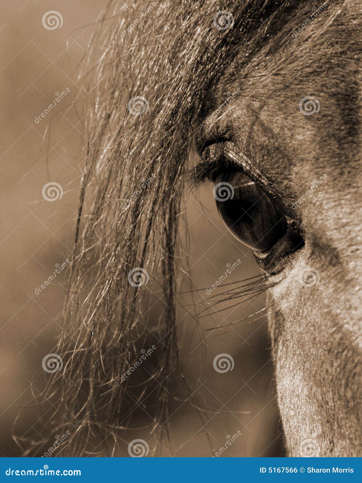 Sepia Arabian stallion eye stock photo. Image of looking - 5167566