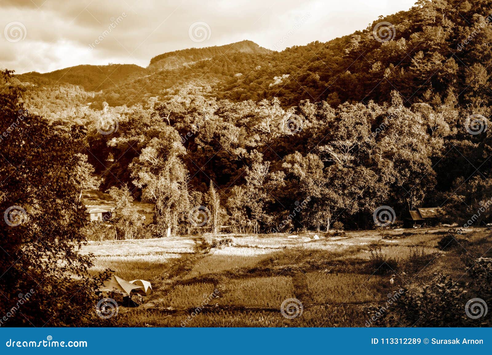 Sepia Autumn Forest with Orange Light Stock Image - Image of foggy ...