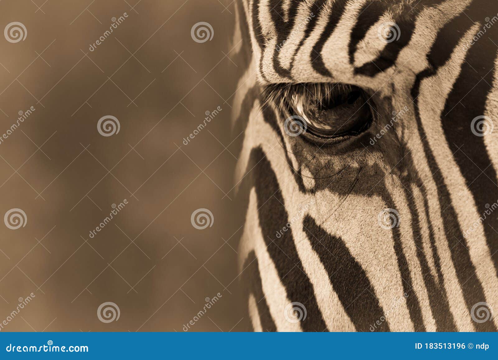 Sepia Close-up of Eye of Grevy Zebra Stock Photo - Image of safari ...