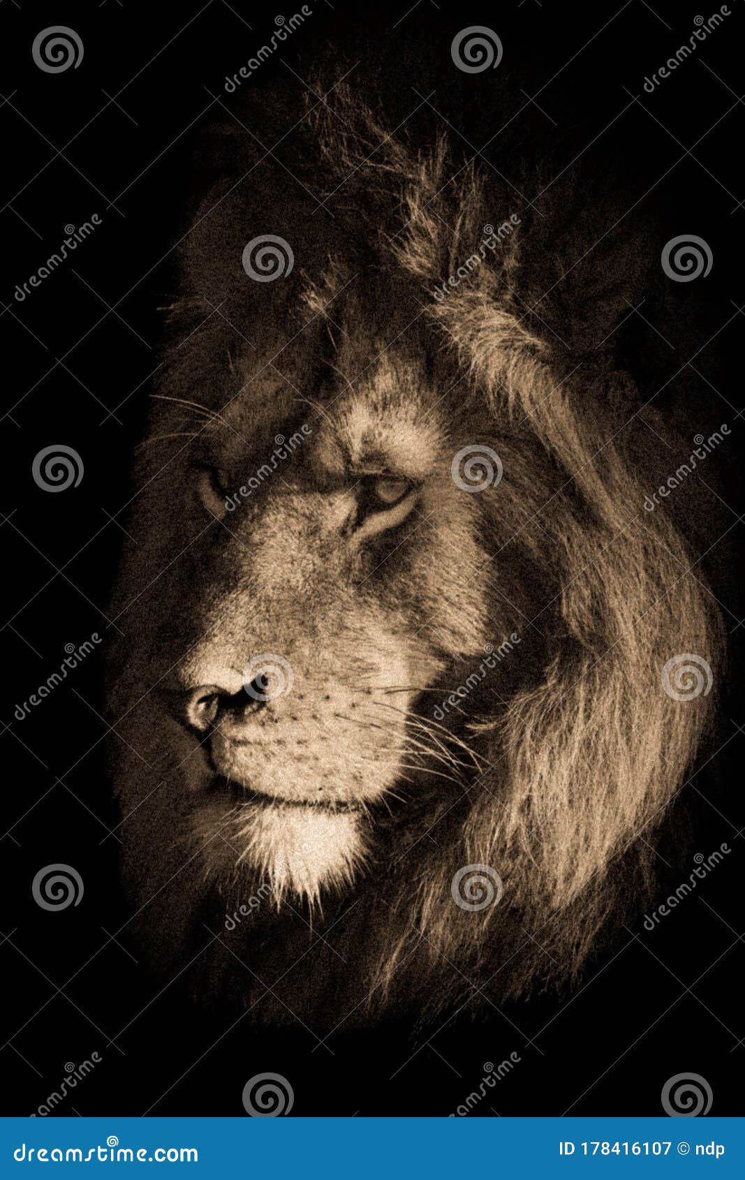 Sepia Close-up of Lion Face in Shadows Stock Image - Image of face ...