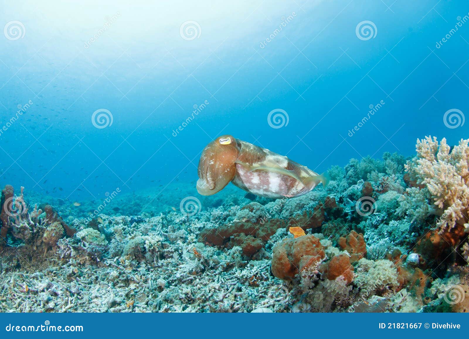 Sepia or cuttlefish stock image. Image of sepia, mollusc - 21821667