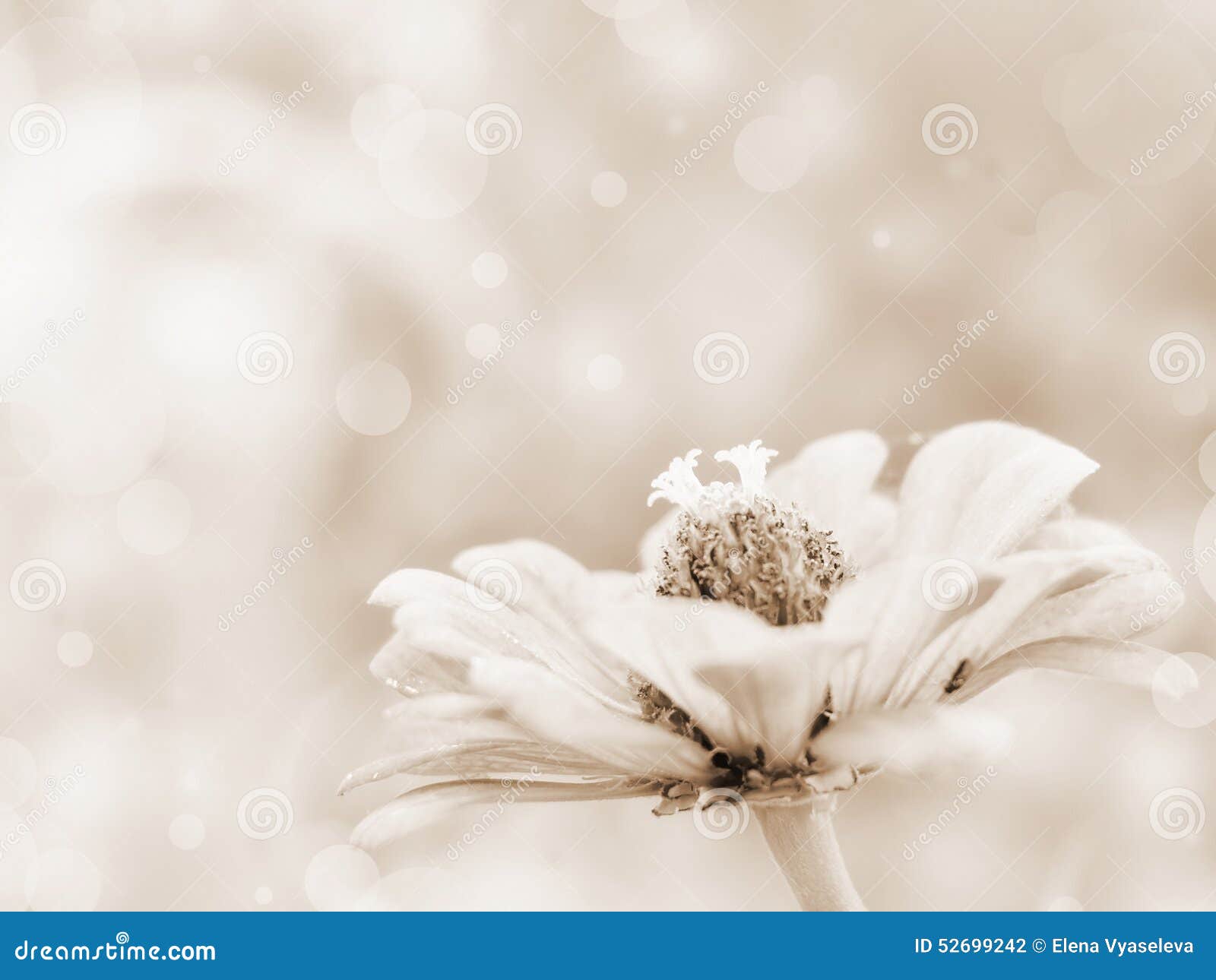 Sepia flower background stock photo. Image of fragile - 52699242