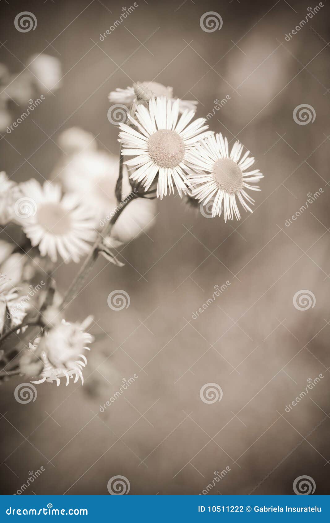 Sepia flowers stock photo. Image of white, agriculture - 10511222