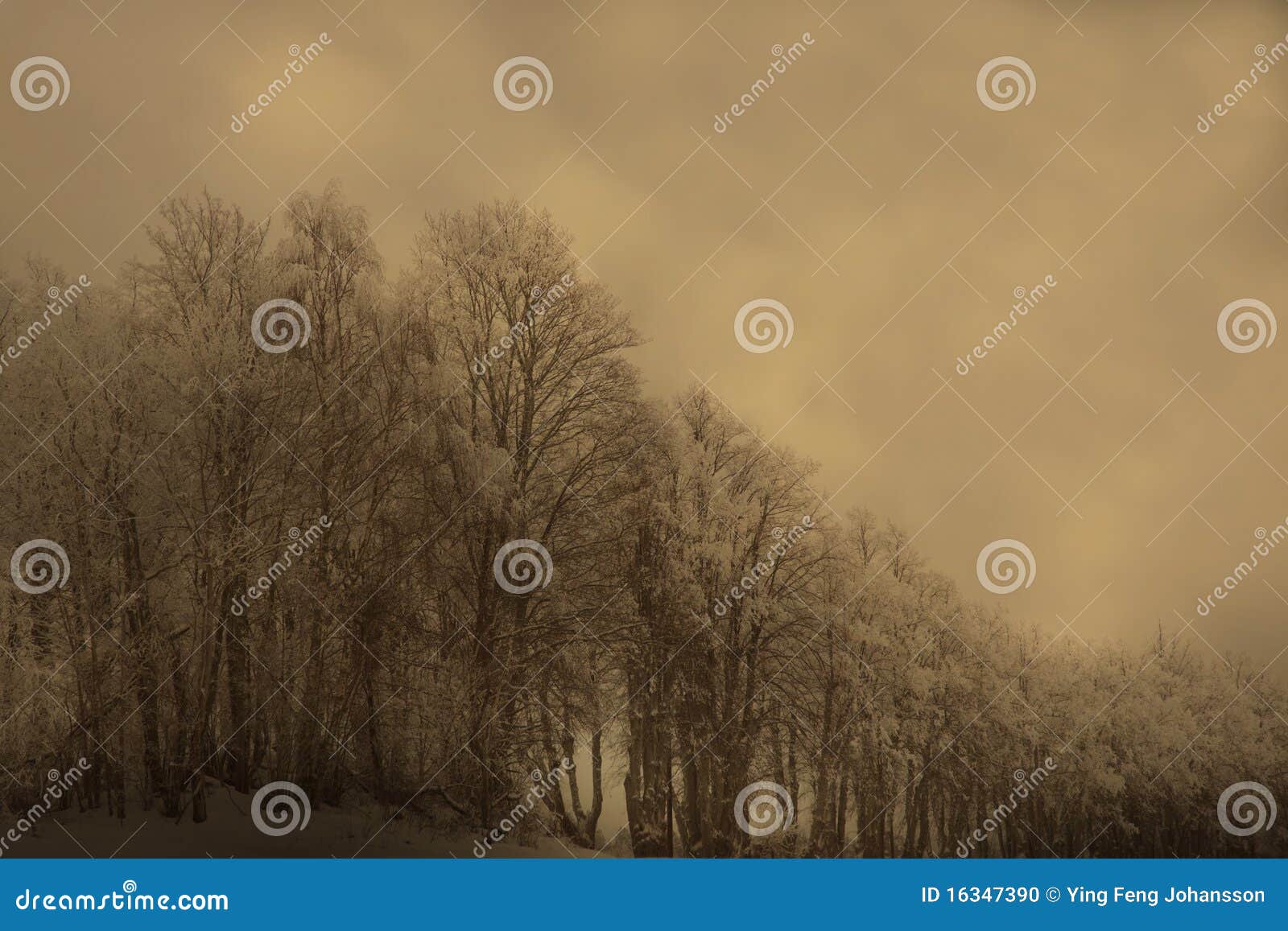 Sepia forest stock photo. Image of night, tree, sepia - 16347390