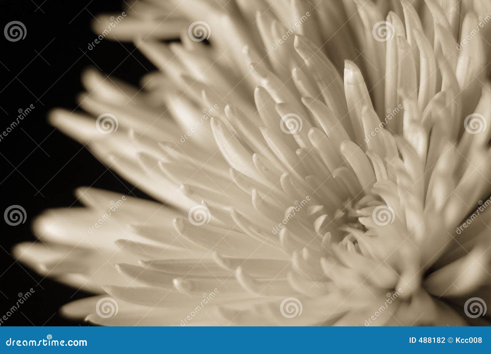 Sepia Gestemde Spinchrysant Stock Foto - Image of nave, geïsoleerd: 488182