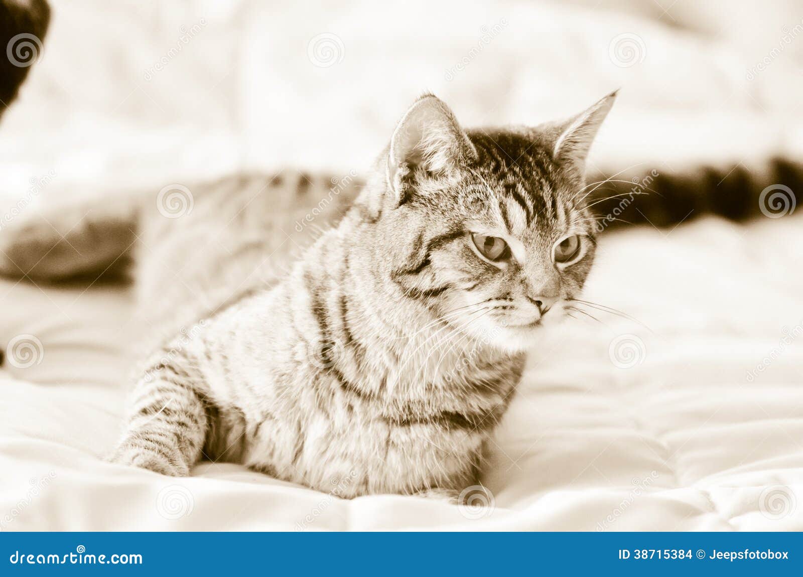 Sepia Gray Tabby Cat on Bed Stock Photo - Image of short, carnivore ...