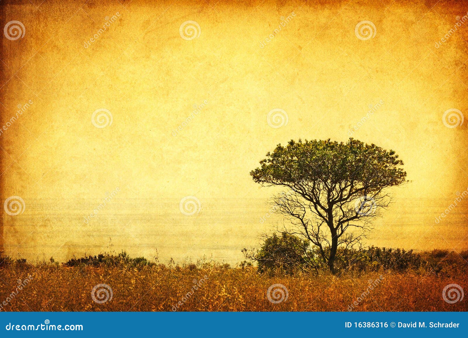 Sepia Grunge Tree stock photo. Image of paper, scratched - 16386316