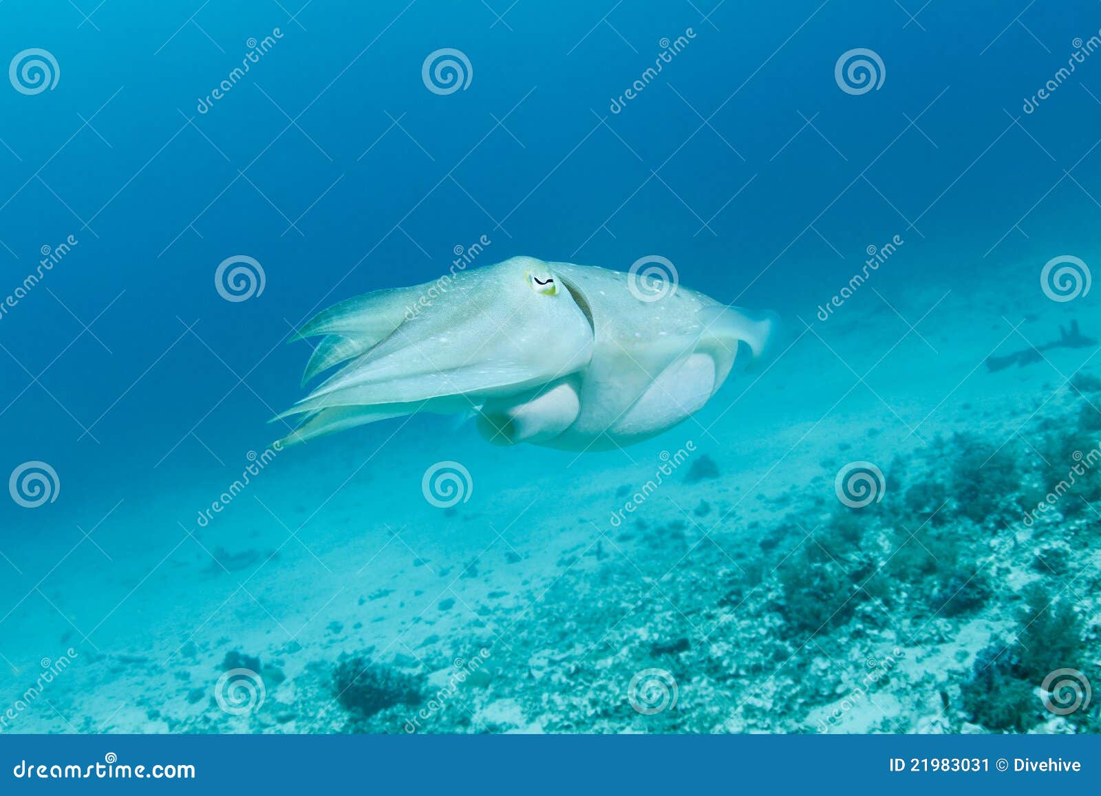 Sepia of inktvissen stock afbeelding. Image of ertsader - 21983031