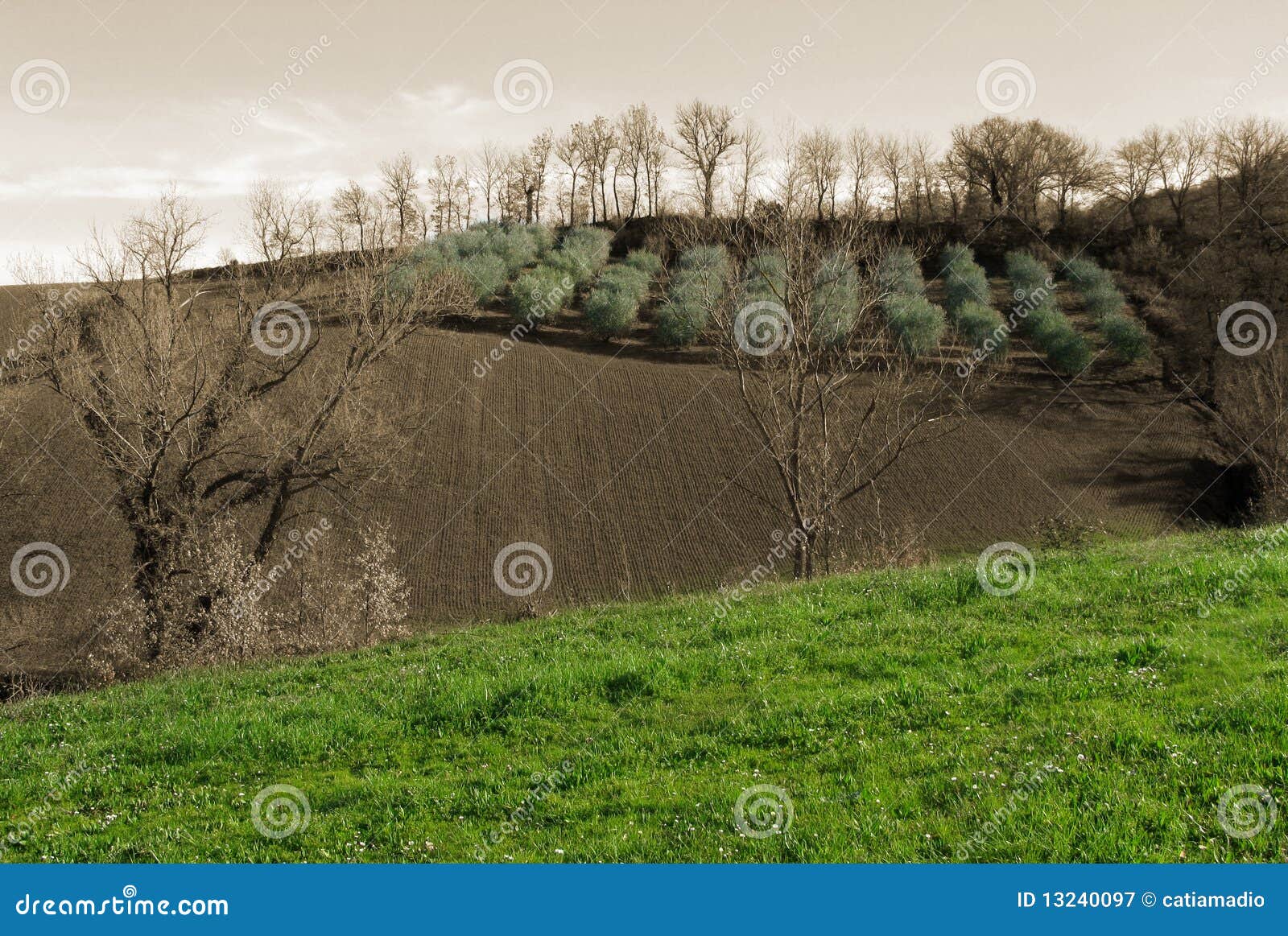 Sepia landscape stock image. Image of nature, field, monochrome - 13240097