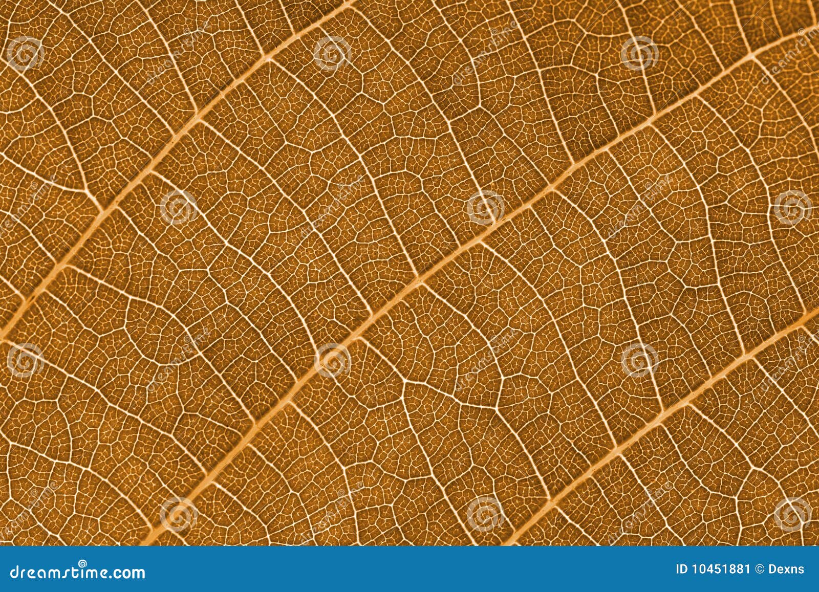 Sepia Leaves stock image. Image of macro, leaf, textured - 10451881