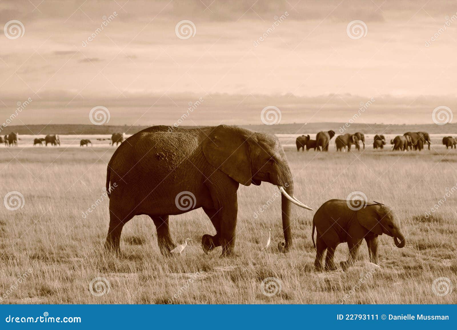 Calf Elephant' Crying Eye Royalty-Free Stock Image | CartoonDealer.com ...
