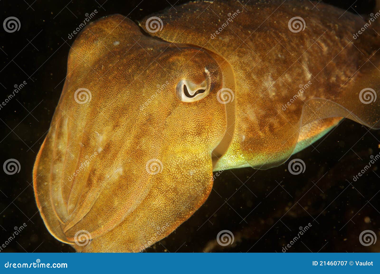 Sepia Officinalis - Cuttle Fish Stock Image - Image of bretagne, life ...