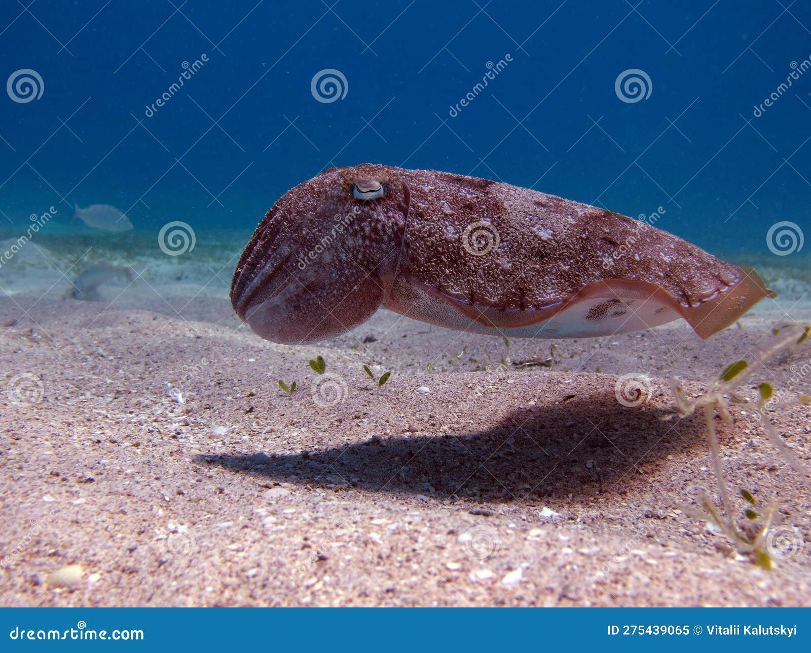 Sepia Pharaonis. Mollusks, Type of Mollusk. Head-footed Mollusks Stock ...