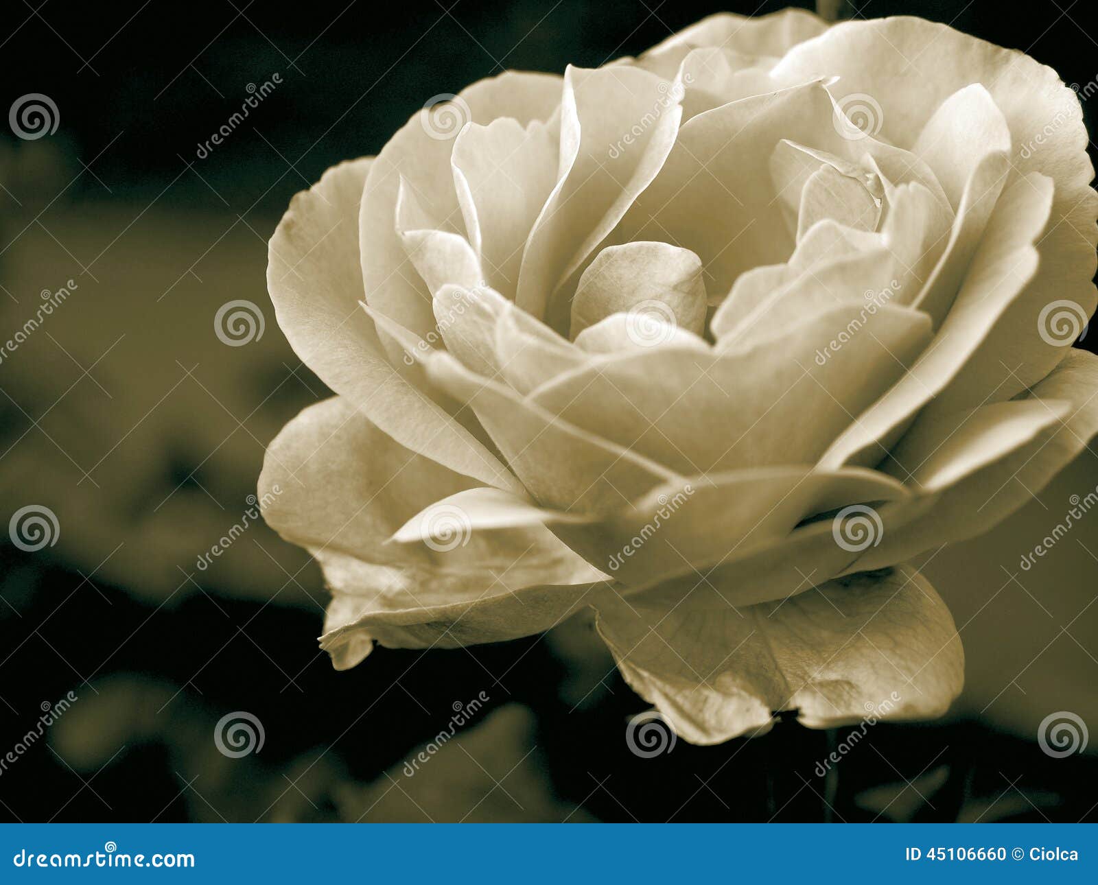Sepia rose stock photo. Image of wilting, declining, macro - 45106660