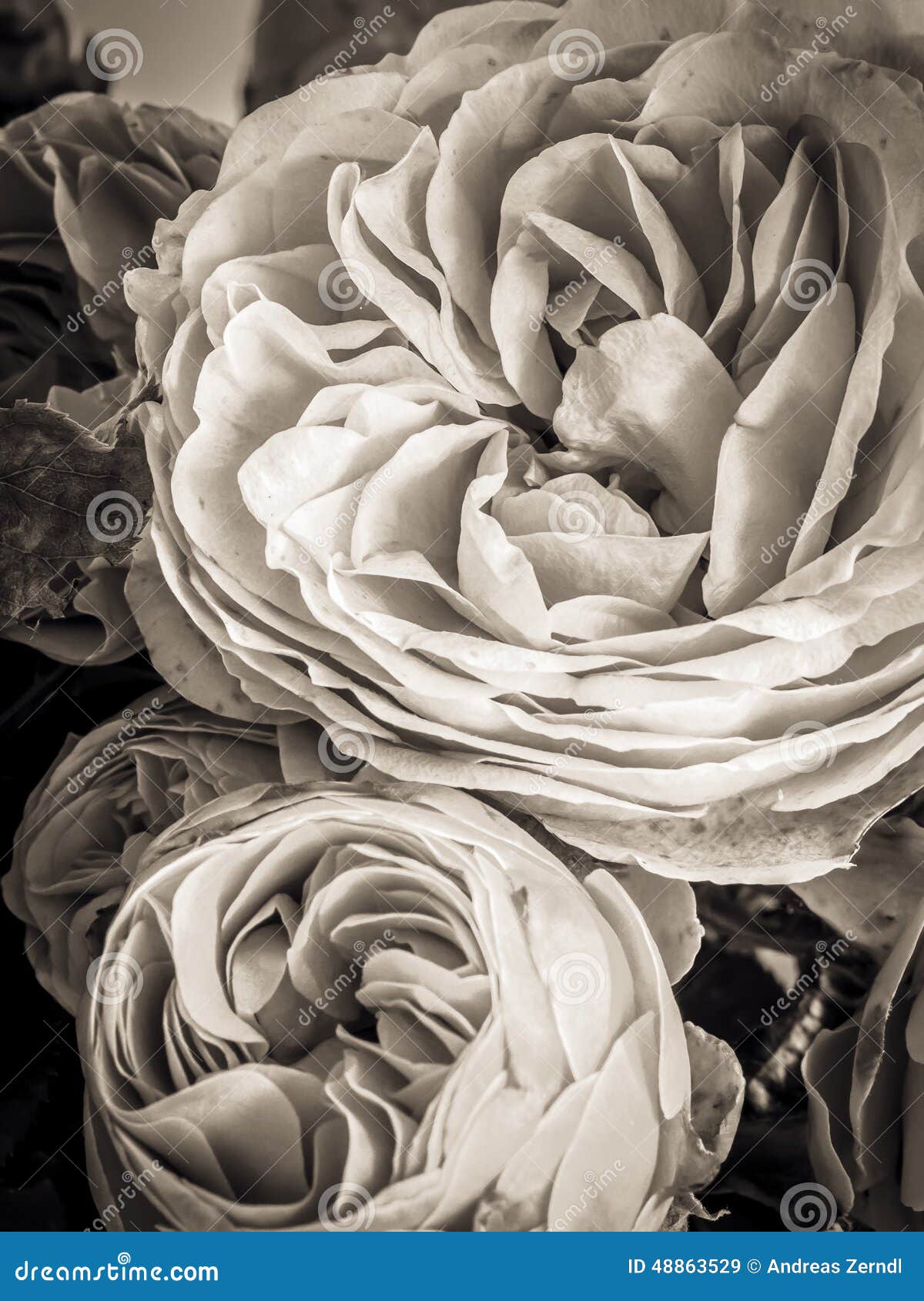 Sepia Rose stock image. Image of flowering, vintage, abloom - 48863529