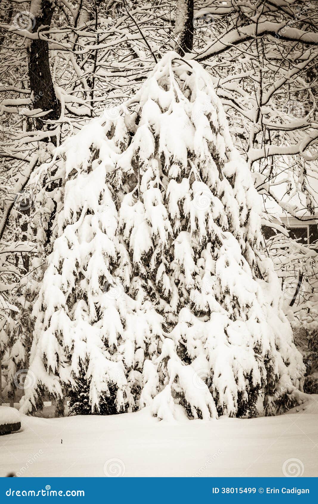 Sepia Snowfall stock image. Image of nature, beauty, sepia - 38015499