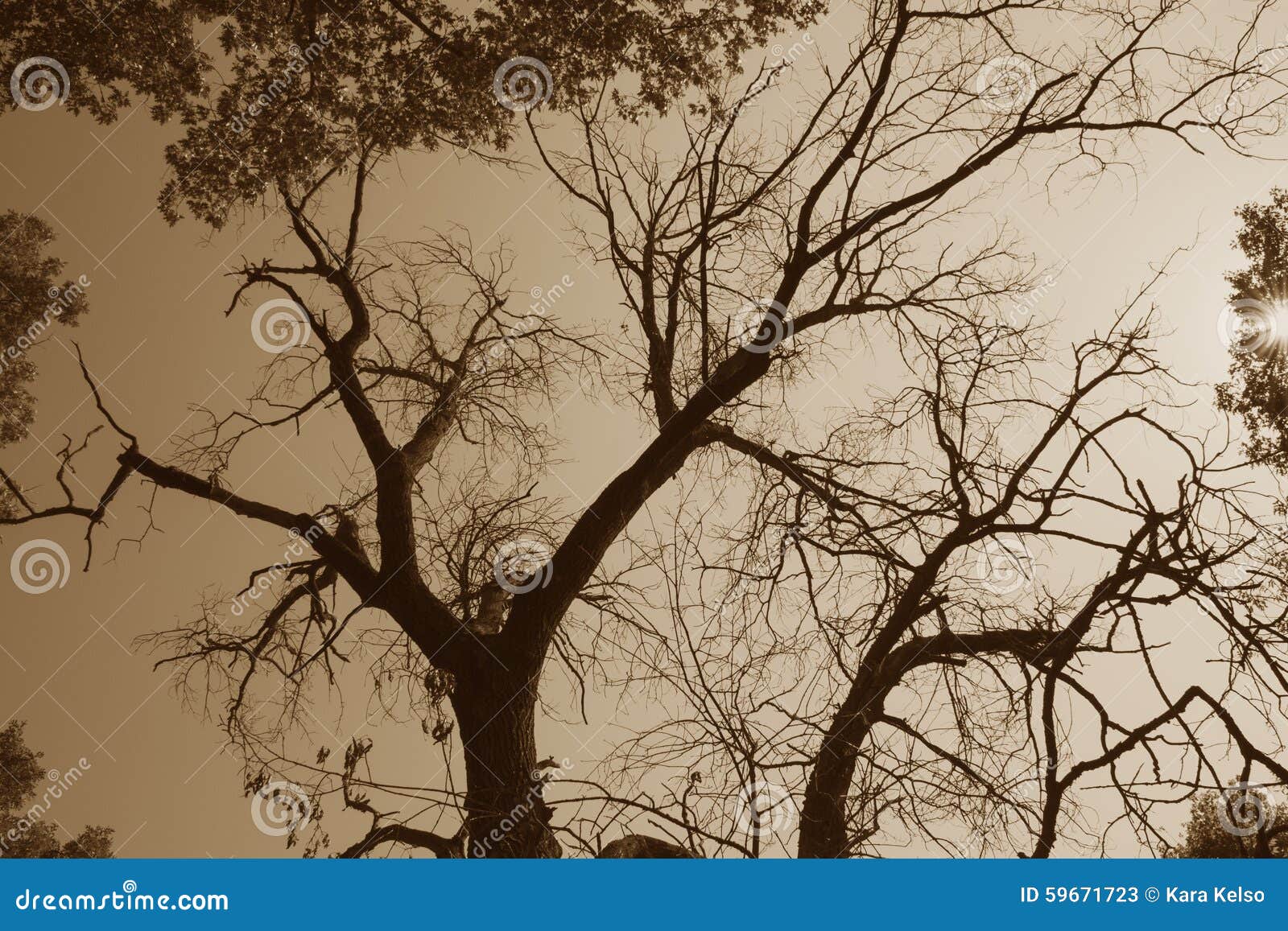 Sepia Spooky Dead Tree stock image. Image of black, leaf - 59671723