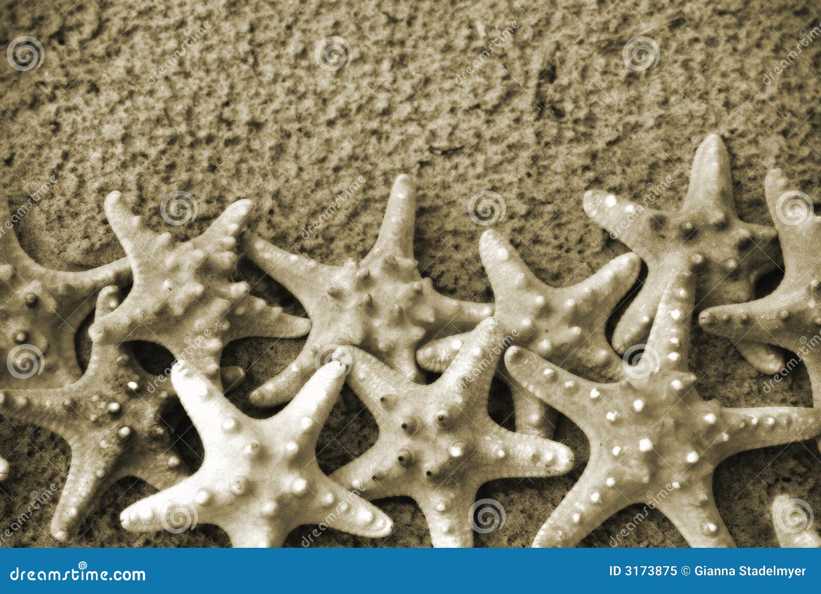 Sepia Starfish stock image. Image of wildlife, sepia, beach - 3173875