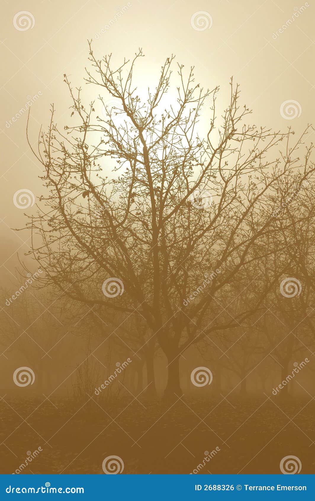 Sepia Tone Tree Background