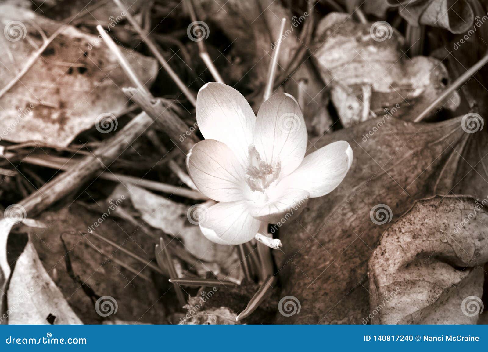 Sepia Tone White Crocus Flower Appears in Springtime Stock Photo ...