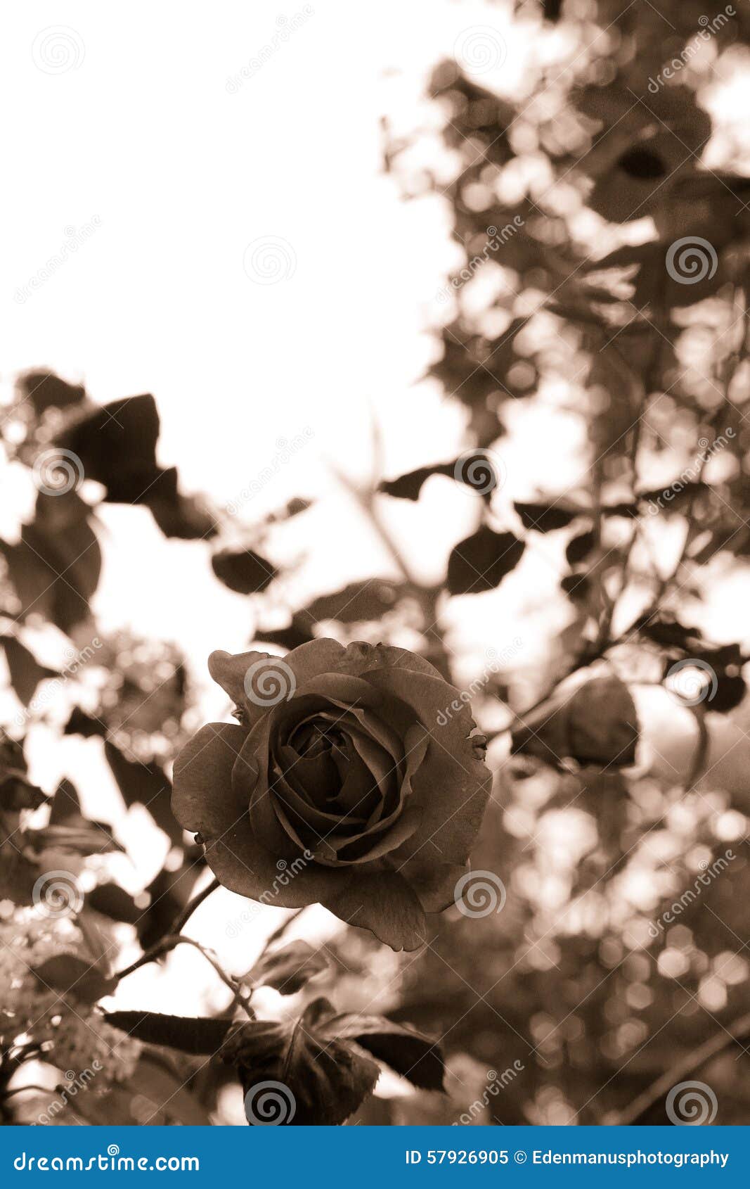 Sepia Toned Rose Against Leaves & Sky Stock Image - Image of romance ...
