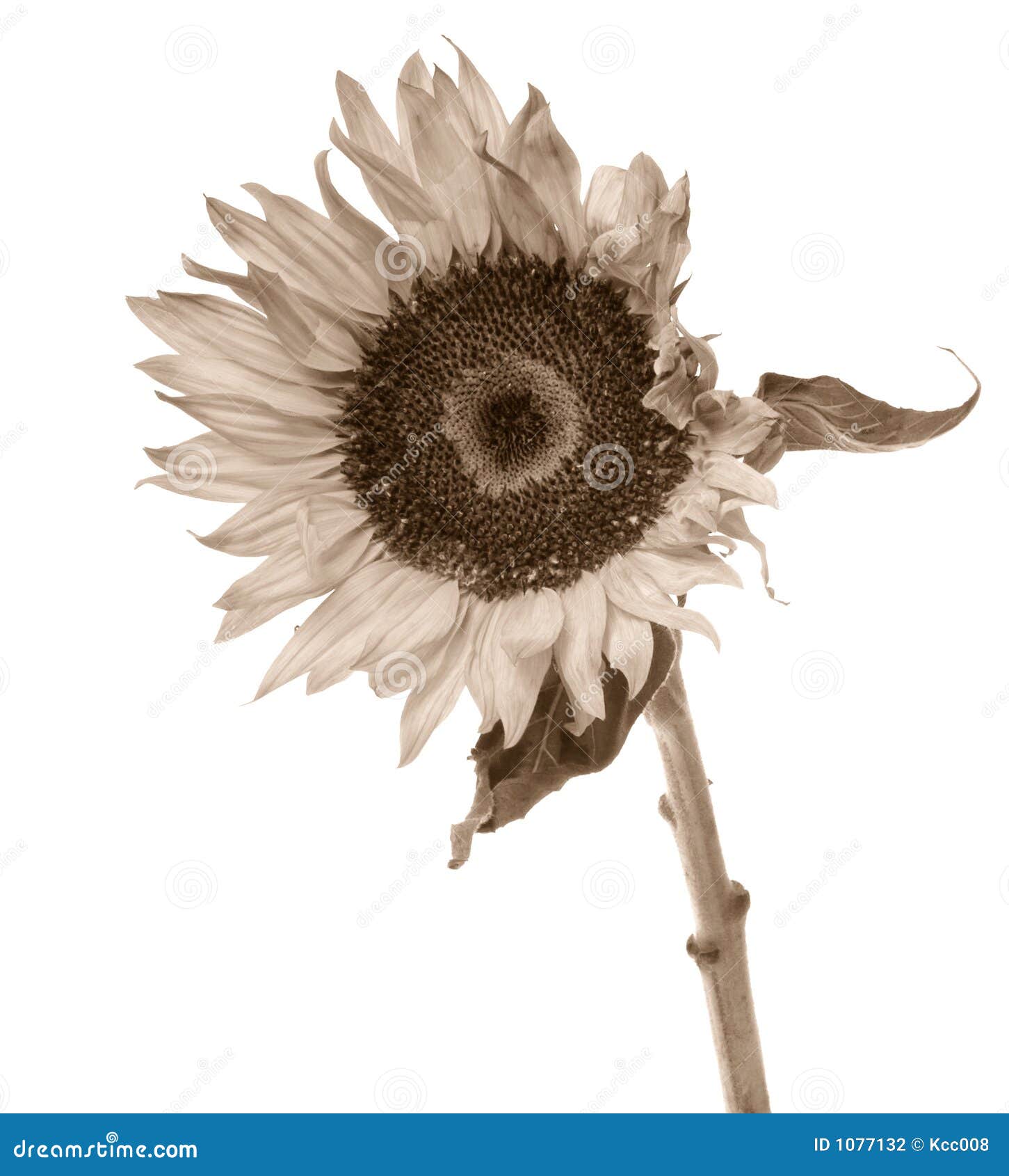 Sepia toned sunflower stock photo. Image of bloom, harvest - 1077132
