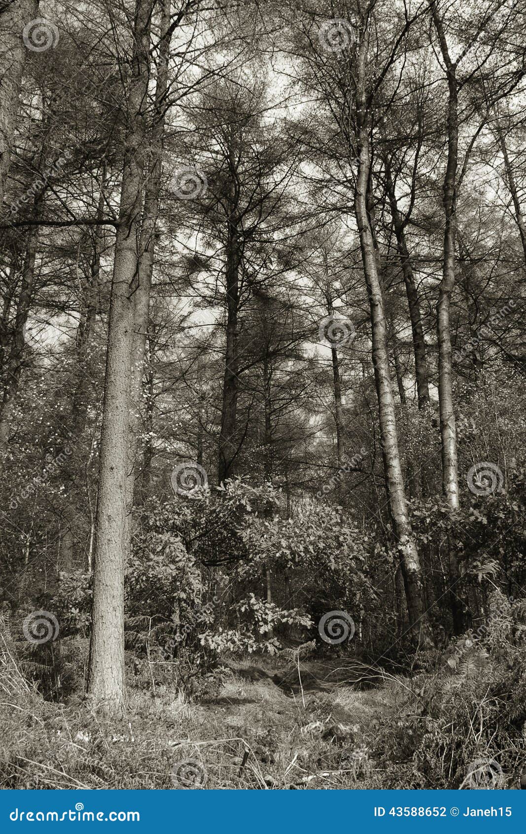 Sepia toned trees stock photo. Image of scenic, nature - 43588652