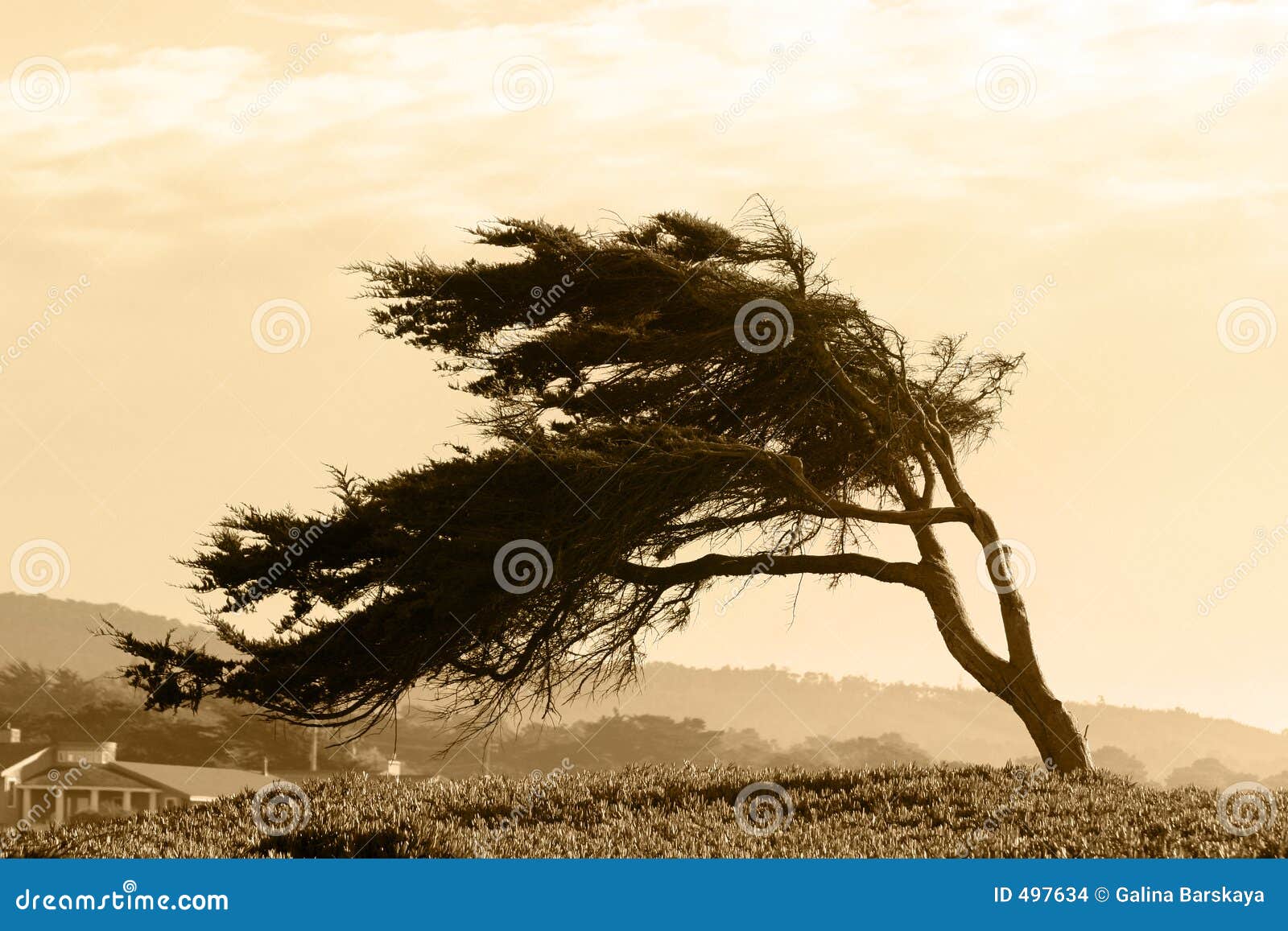 Sepia tree stock photo. Image of lonely, season, tall, sycamore - 497634