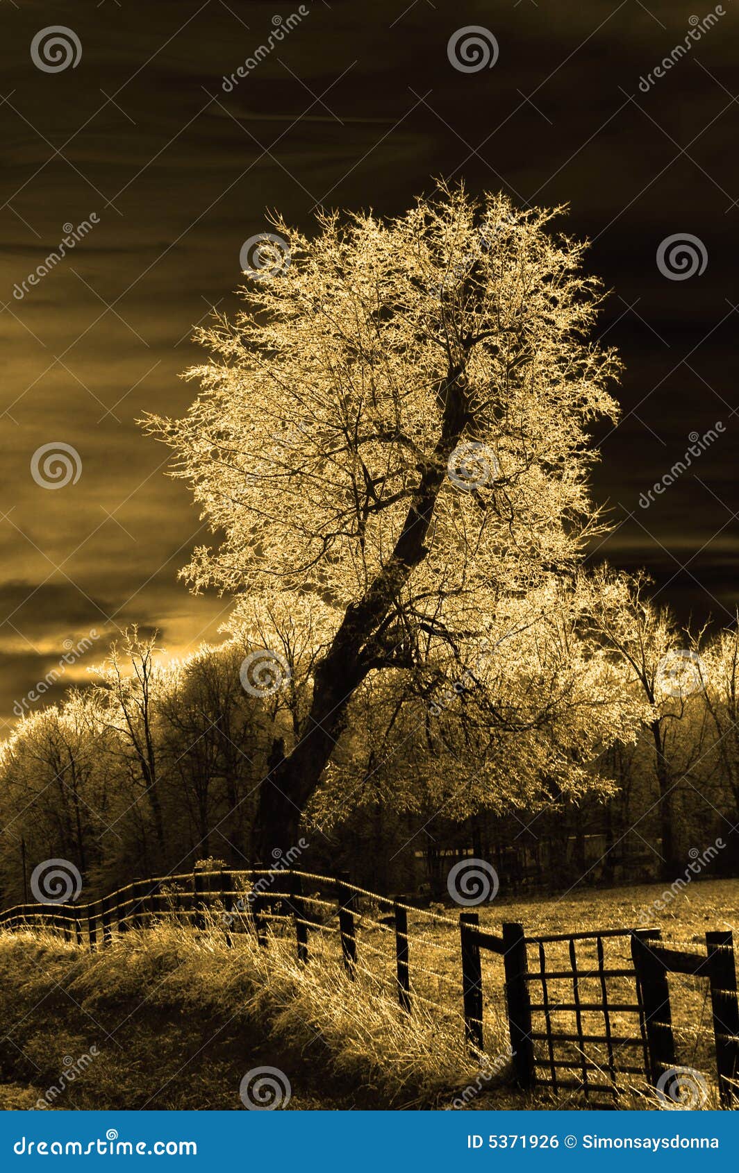 Sepia tree stock photo. Image of meadows, alone, fields - 5371926