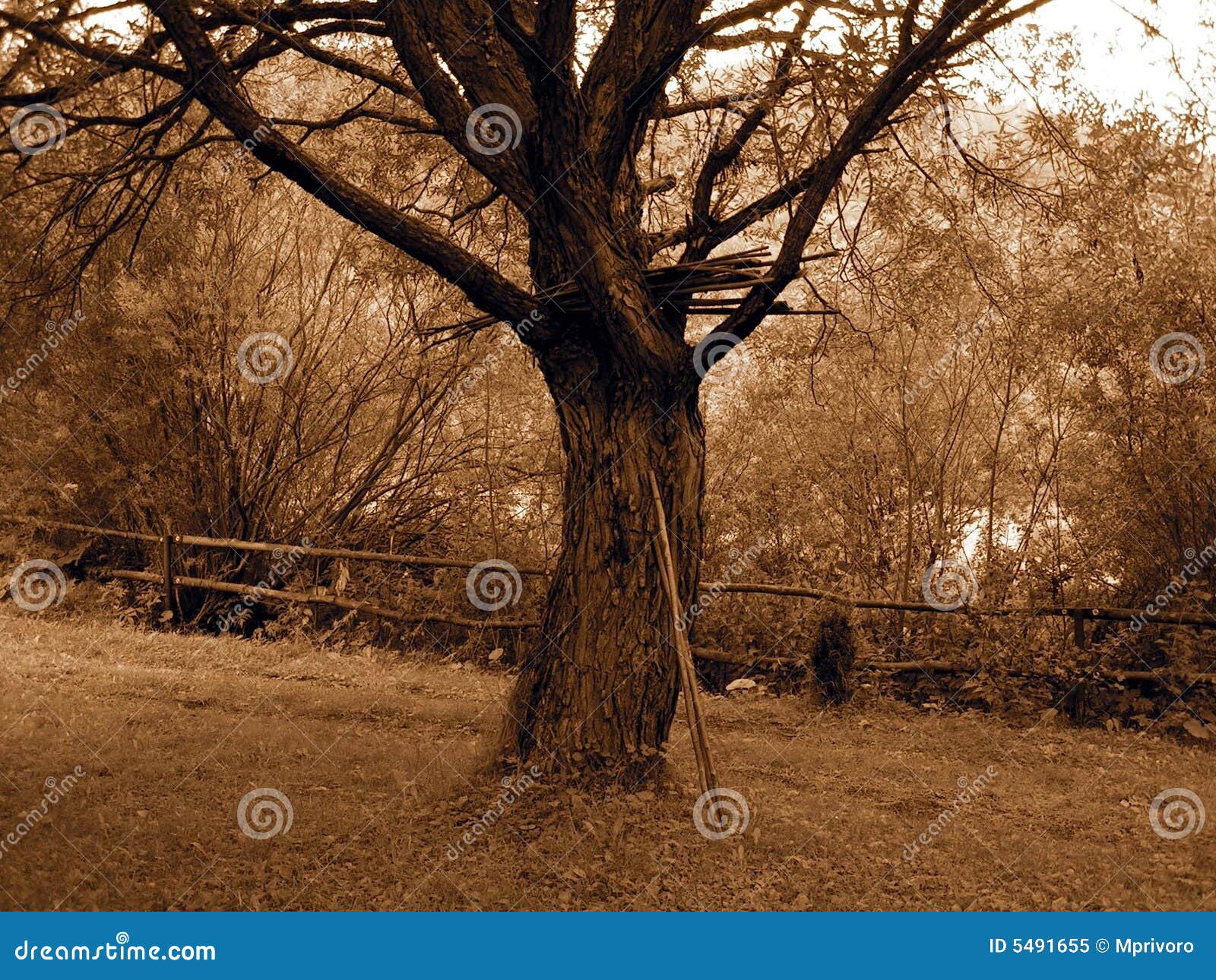 Sepia Tree Picture. Image: 5491655