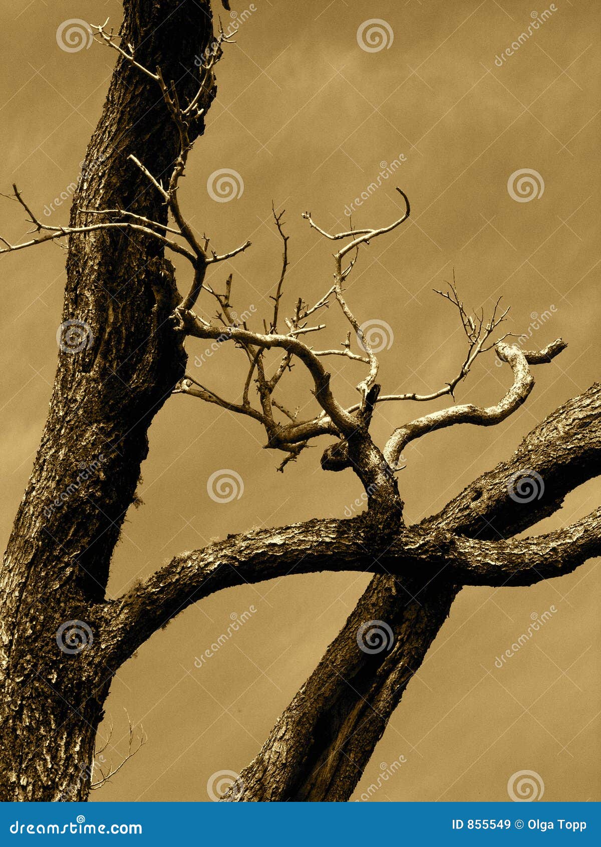 Sepia tree stock image. Image of nature, sepia, abstract - 855549