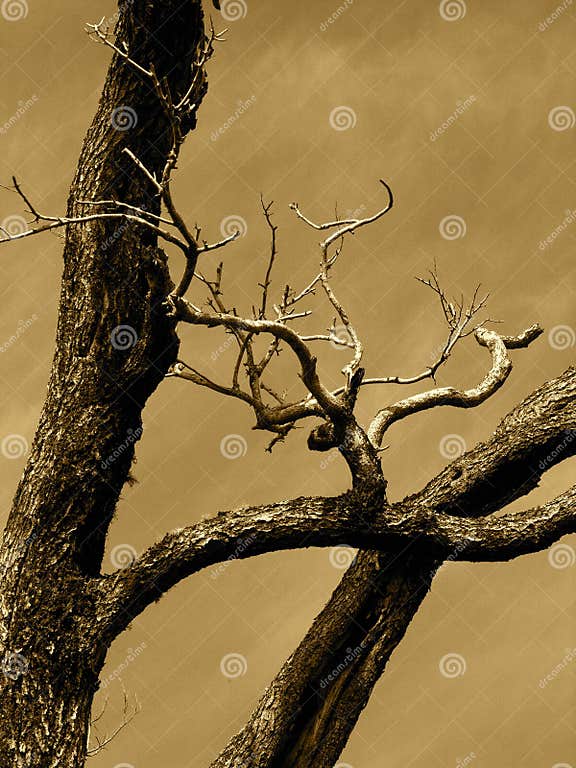 Sepia tree stock image. Image of nature, sepia, abstract - 855549