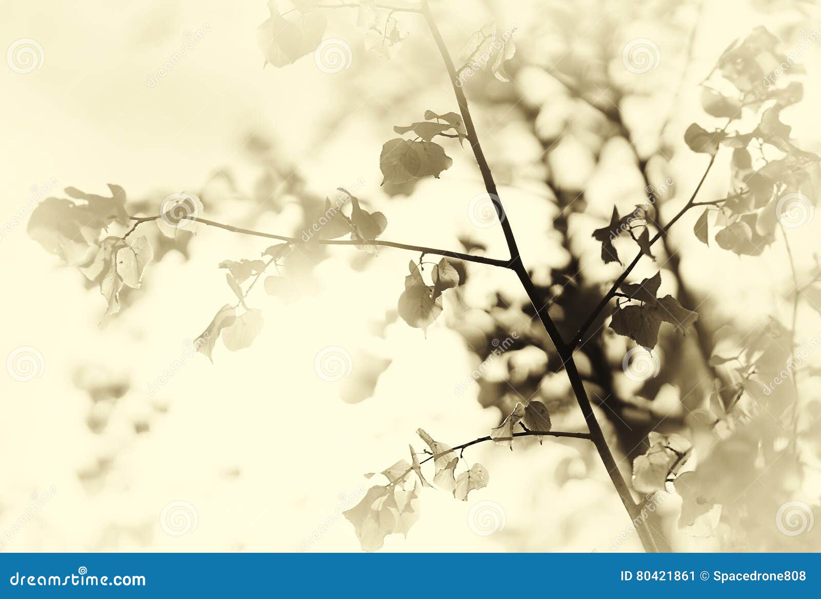 Sepia Tree Branches in Sunlight Background Stock Image - Image of ...