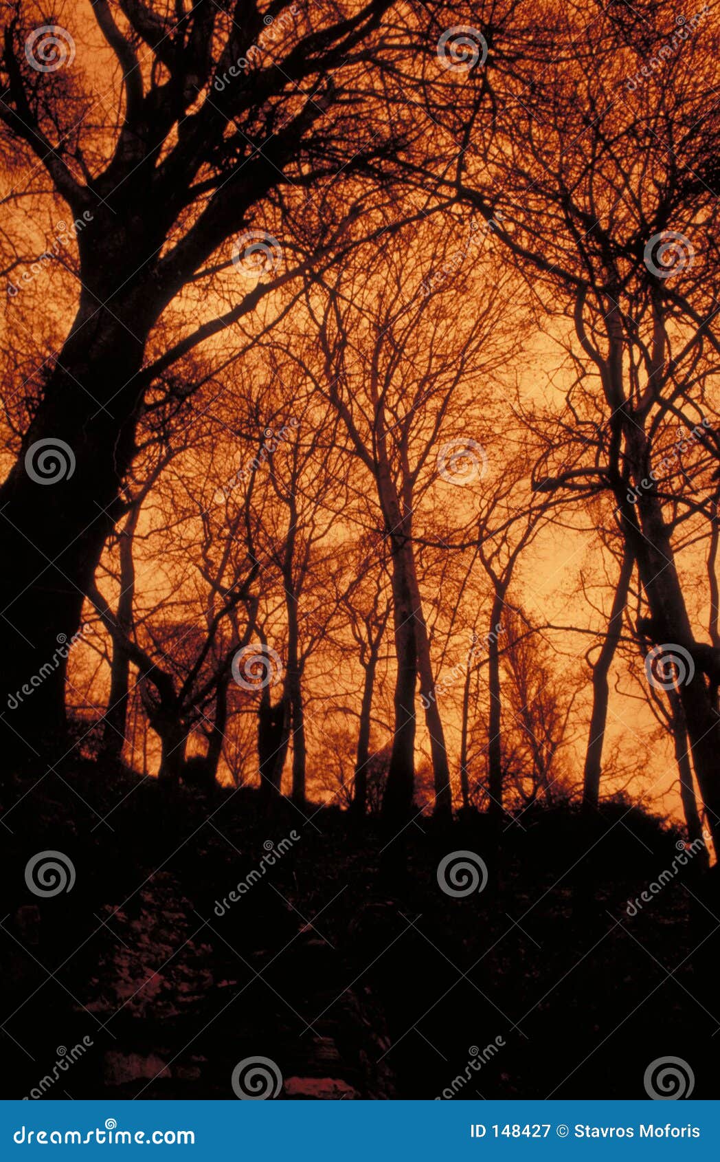 Sepia trees stock image. Image of mountain, greece, ominous - 148427