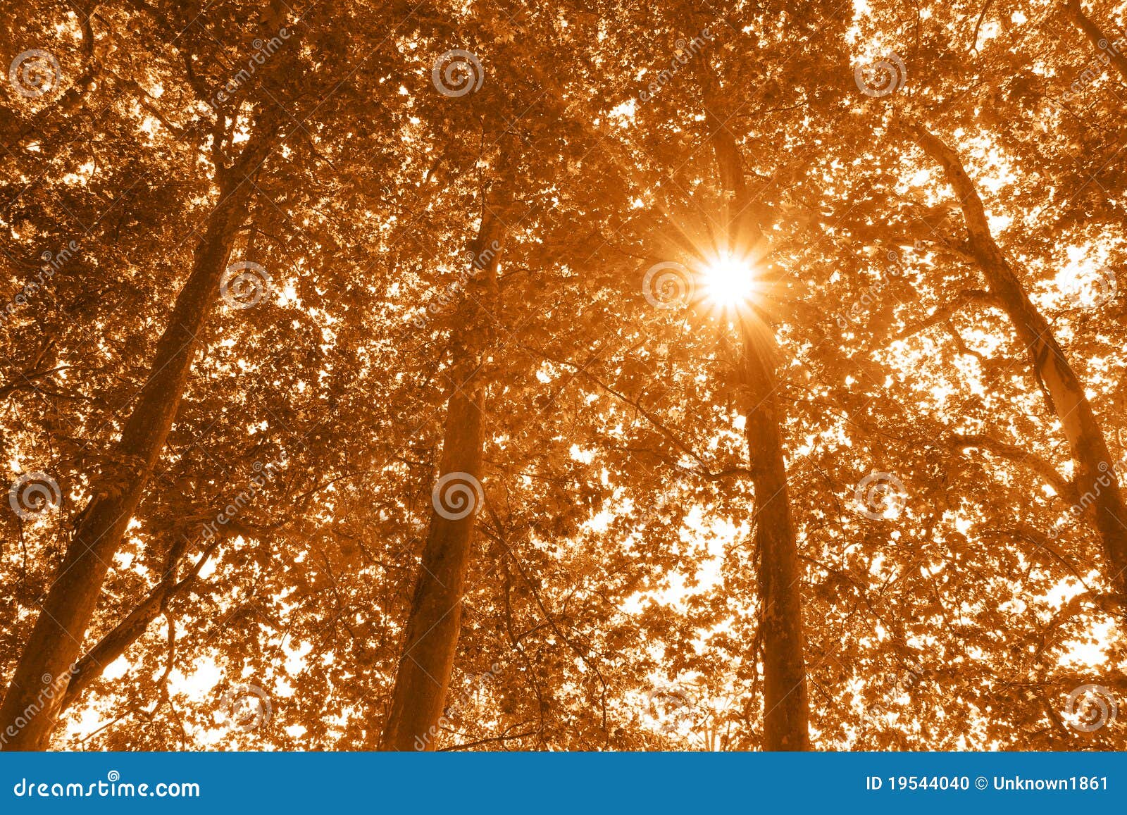 Sepia trees stock photo. Image of beautiful, landscape - 19544040